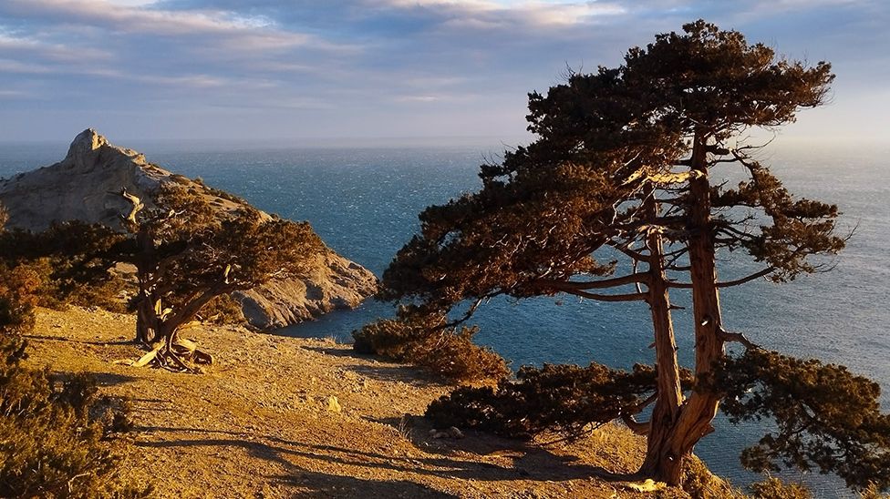 Морозный ветреный закат в можжевеловой роще с видом на Голубую бухту. Крым. Новый Свет.