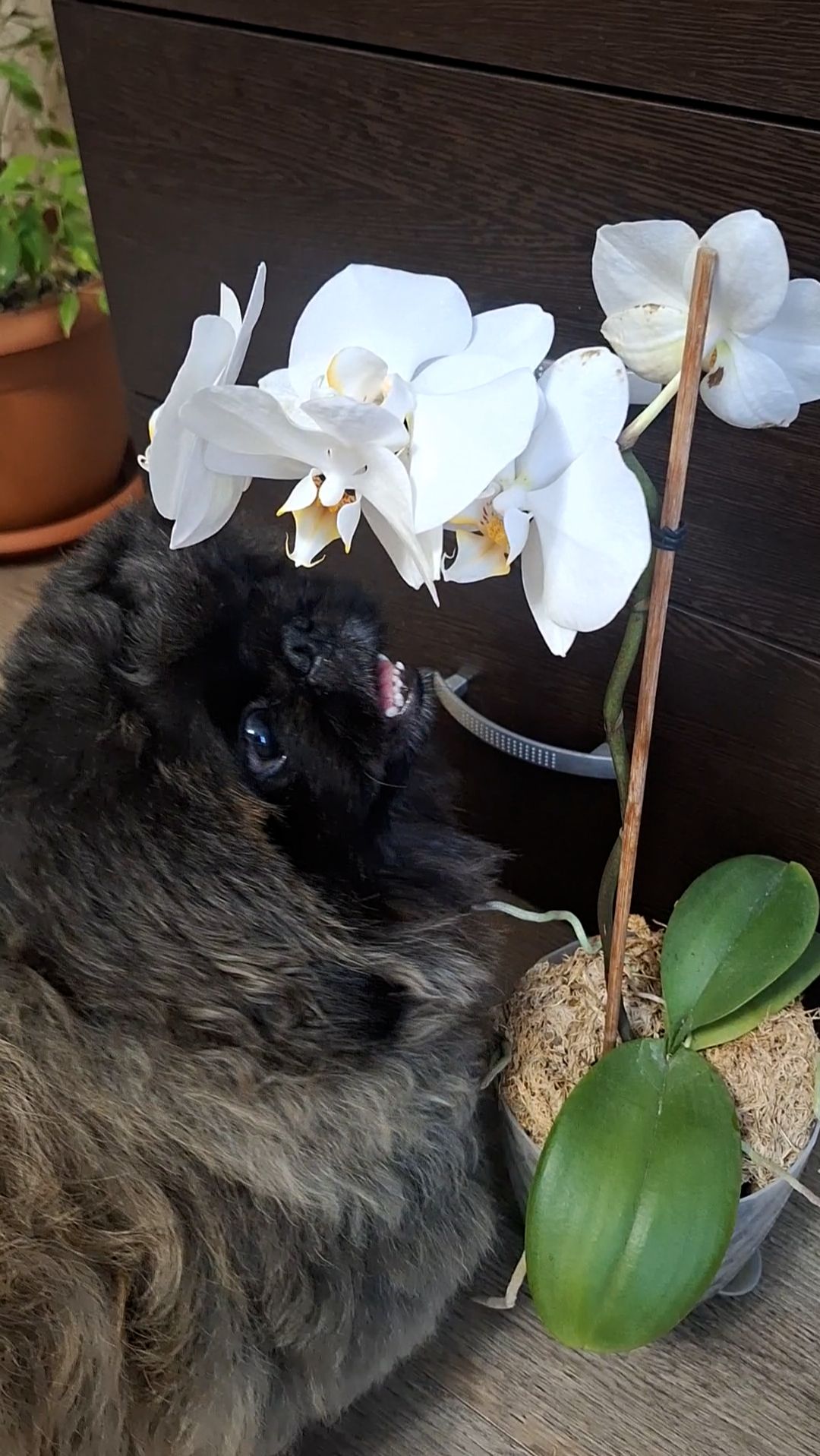 Пекинес Дендик и красивая орхидея