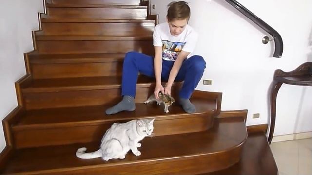 УПАЛ CAT REAL FILE!!!!!!!!!!!!!!!!!!!!!!!!!!!!!!!!!!!!