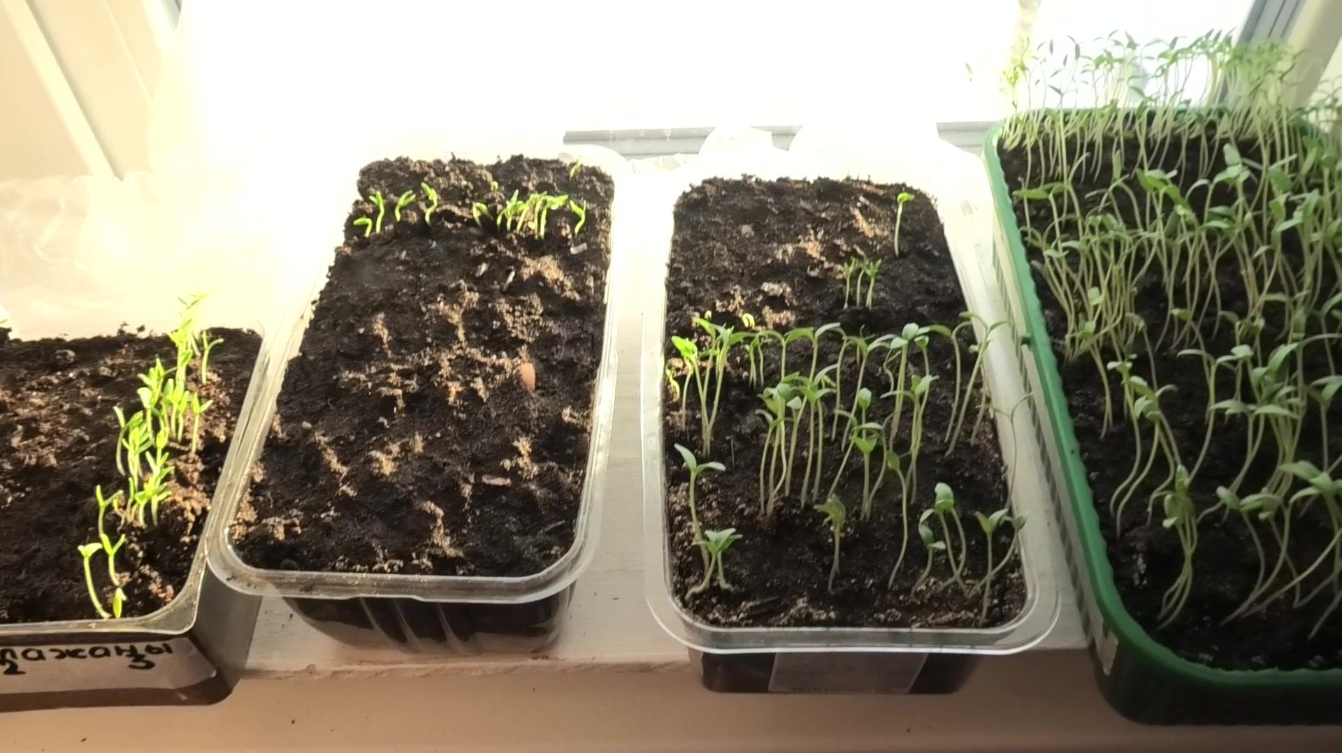 5-13 02 26г дача,рассада