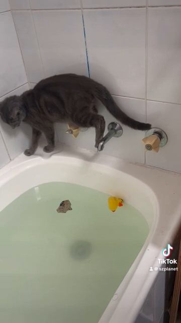 Котик свалился в ванную #котикиприколы #котыприколы #котэ #котейка #catfun