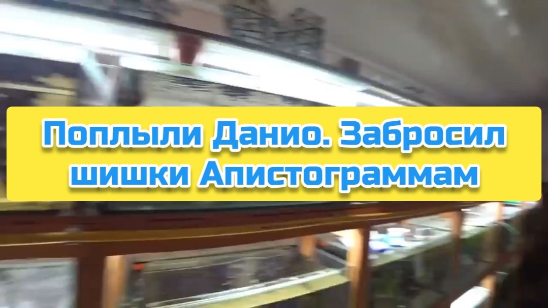 Поплыли Данио. Забросил шишки Апистограммам