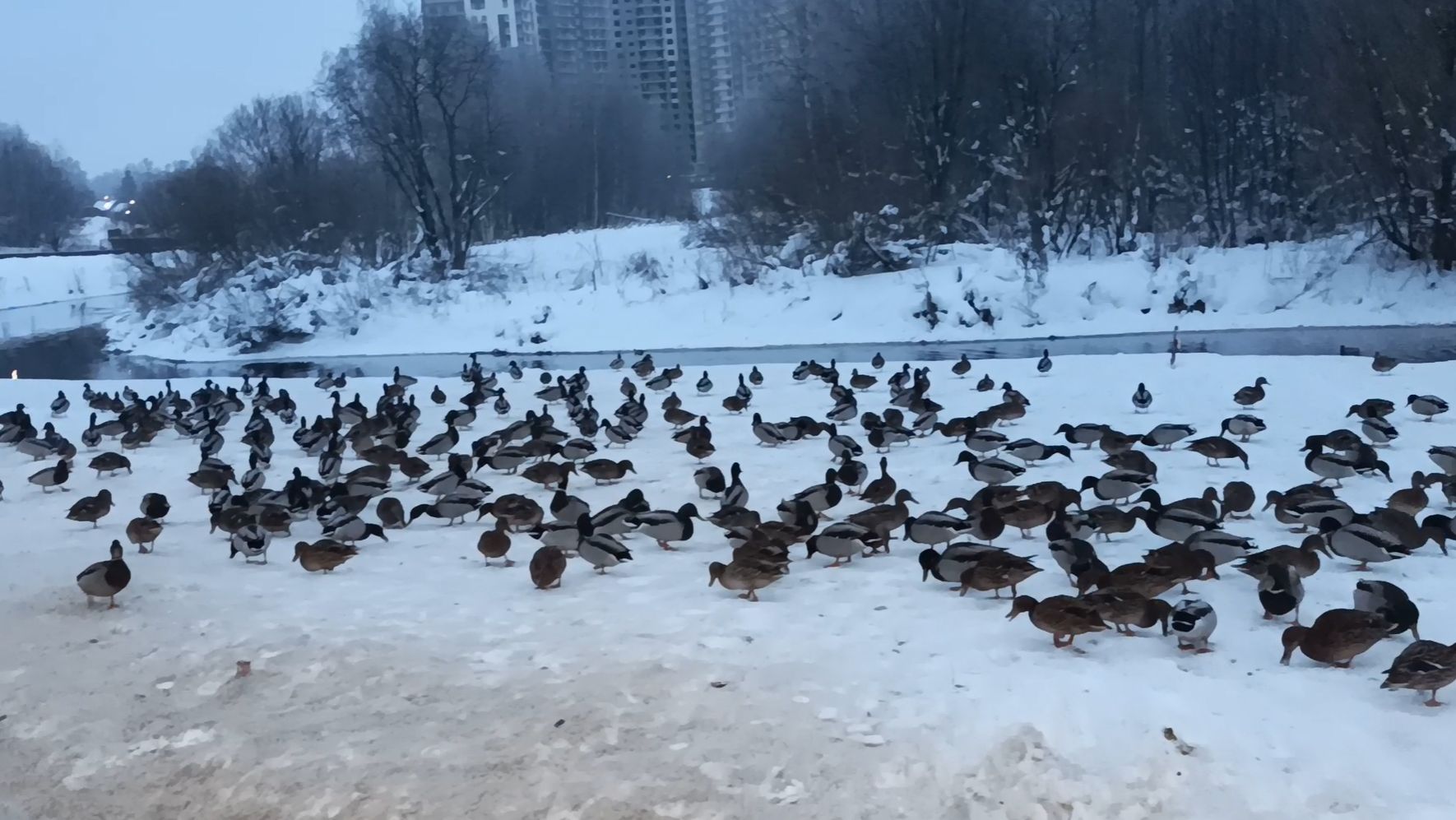 Утиная ферма _2