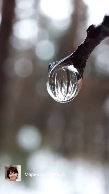 Капельки дождя в лесу.