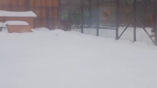 13022026г Дождь закончился но сыро и не комфортно на улицеиз будки в будку Жизнь льва