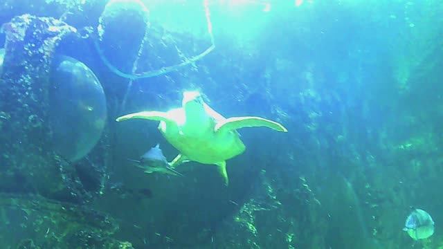 дайвинг в океанариуме Крокус Сити Океанариум черепаха