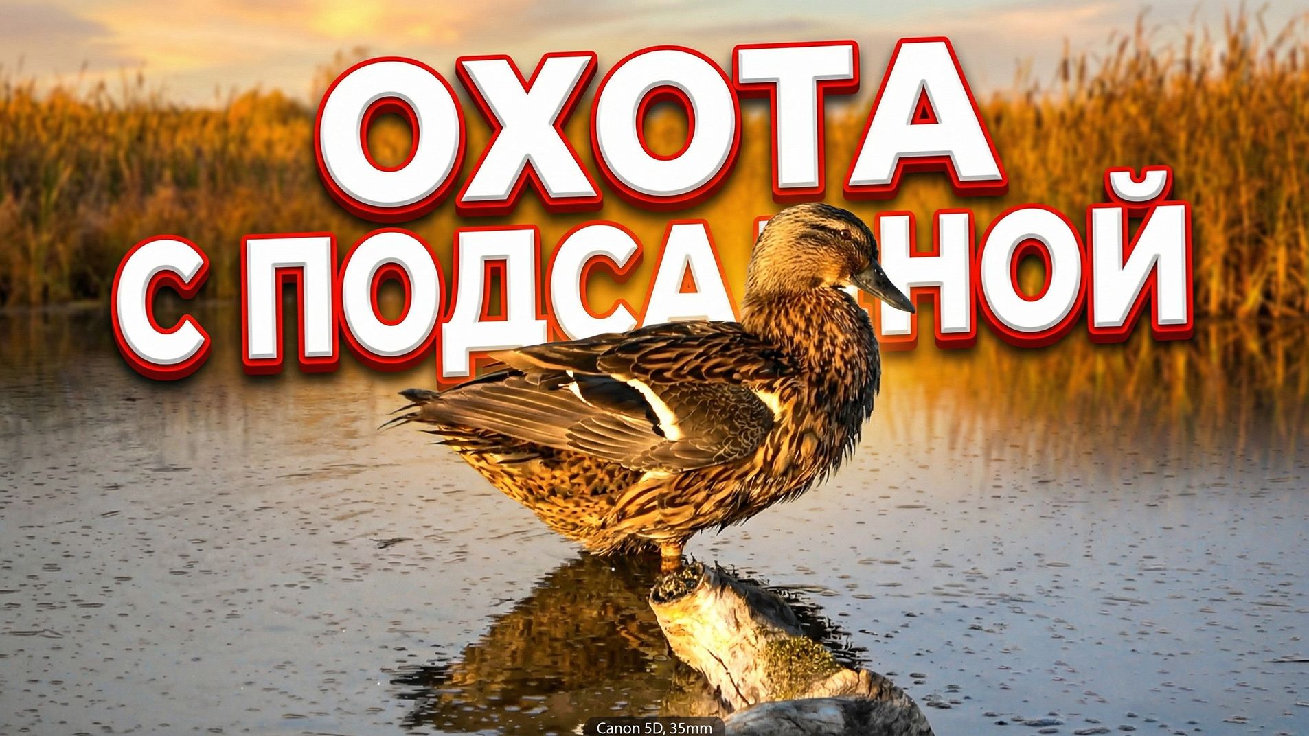 Весенняя охота с подсадной уткой #5 \ В гостях у Веры