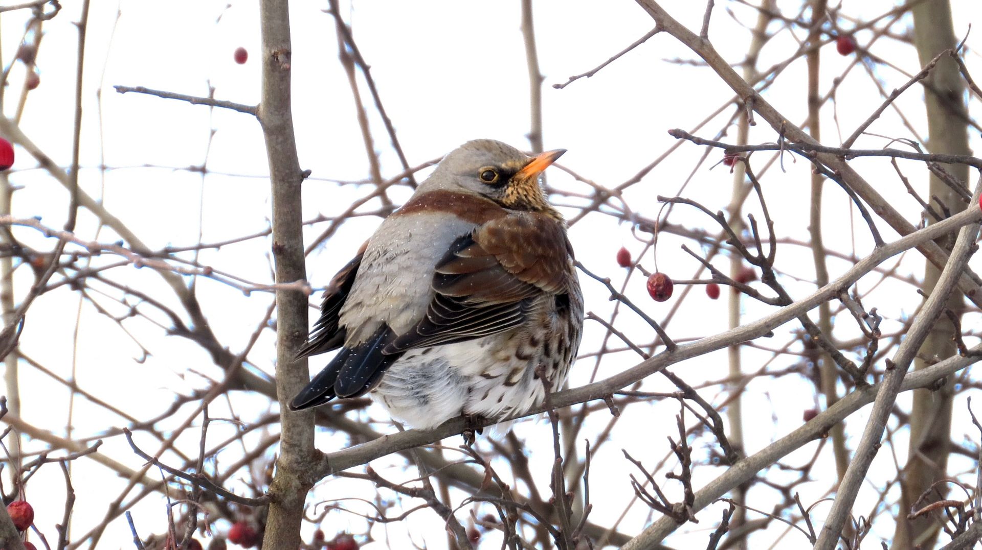 Дрозд-зимовщик_2026_#2, Крылатское, 25 января 2026