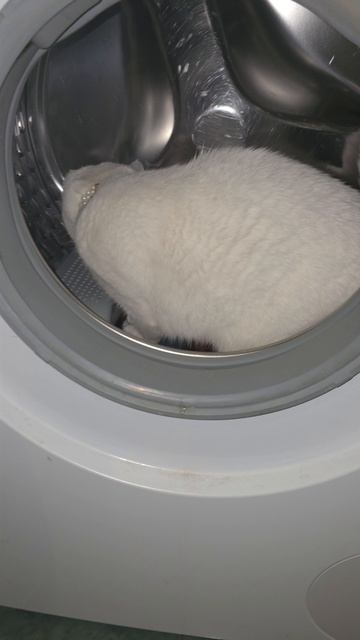 Милка в стиралке смотрит на отражение