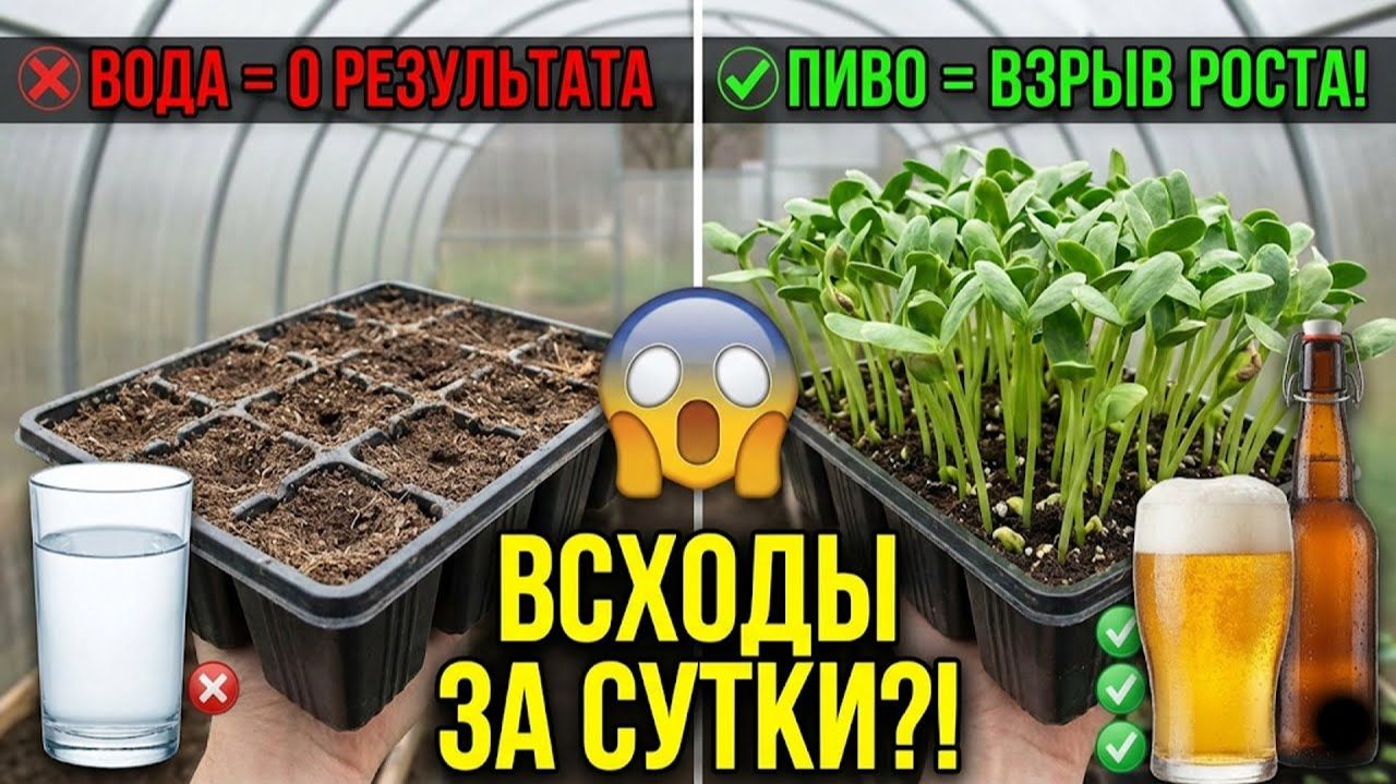 ШОК! Зачем дед лил ПИВО в семена Всходы за 24 часа! Секретный метод из СССР