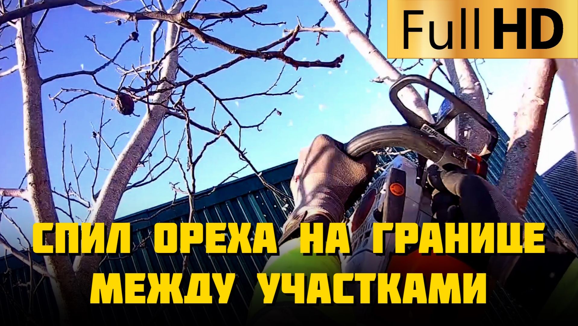 Спил небольшого ореха на границе между участками