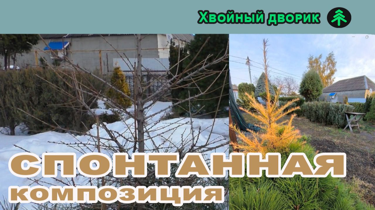 Спонтанная композиция из сосны и лиственницы