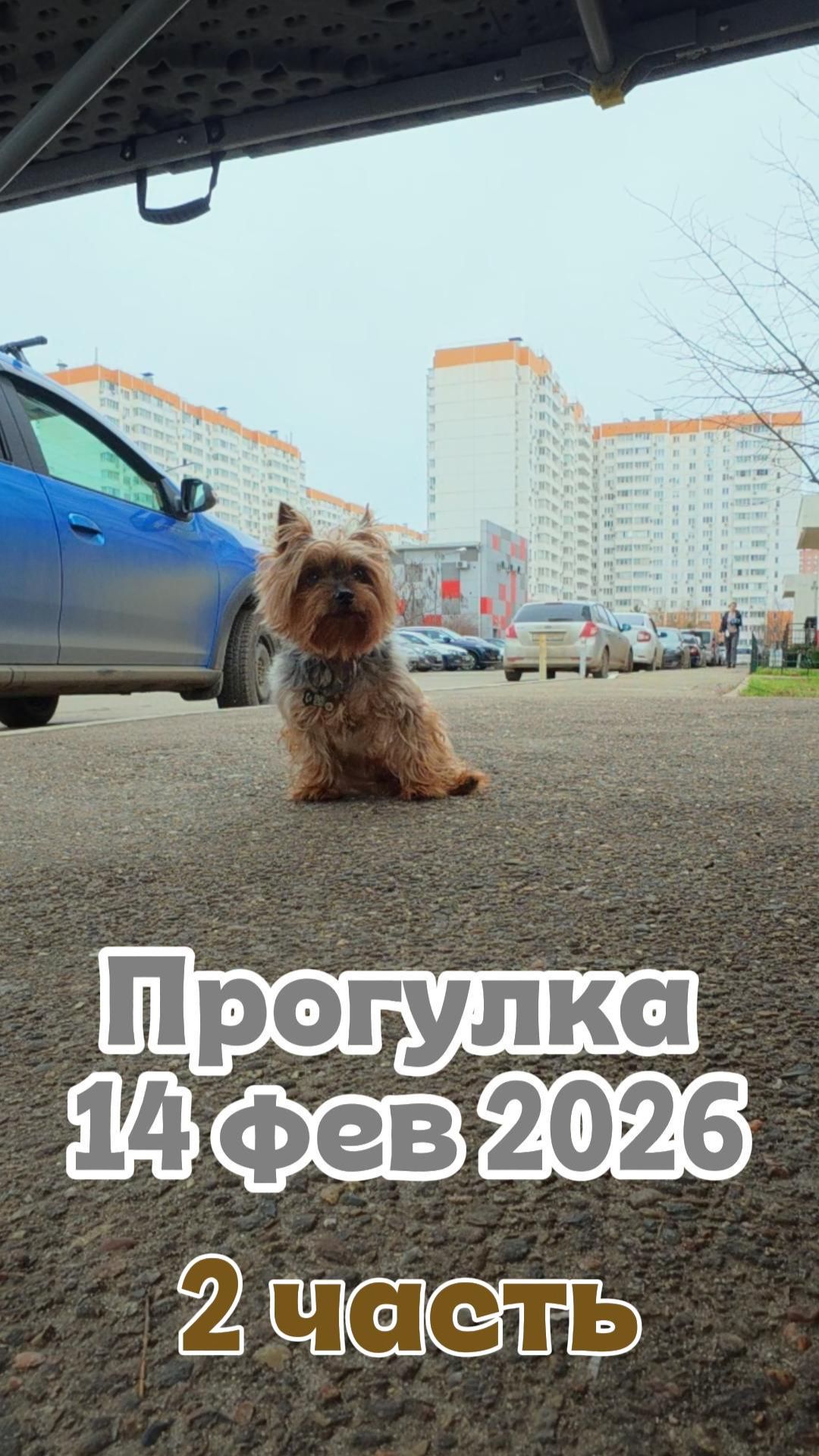 Прогулка 14фев 2026 (2 часть) Краснодар.Йорк,Бося.Февраль 2026