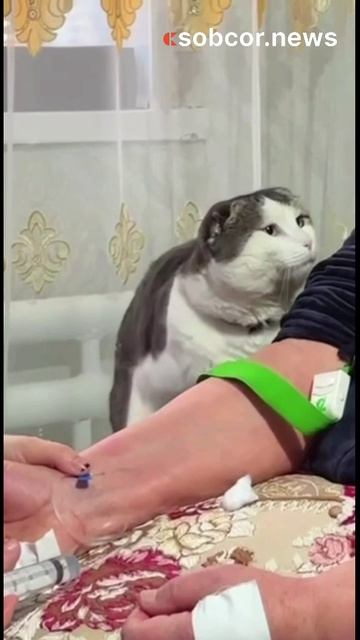 Вирусится видео с дагестанским котом, который оч переживает за хозяйку #россия #кот #милое