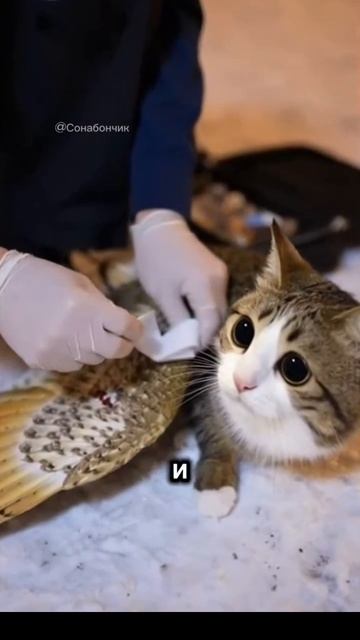 в котосовушку попал феерверк