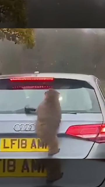 хулиганы 😜😜😜😜😜