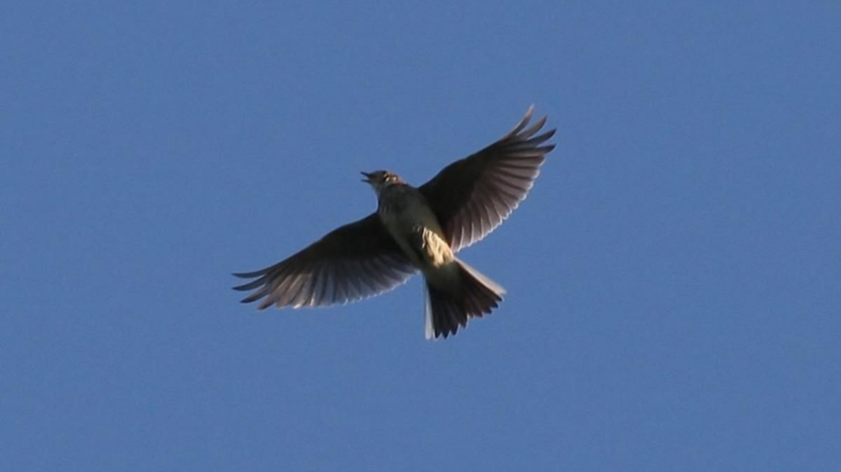 Перелётная птица. ( кавер от Юрана )
