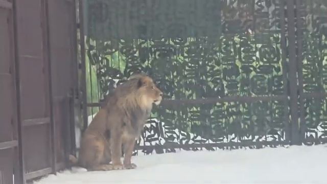 14022026г Наше золотце Шерхан [get.gt]