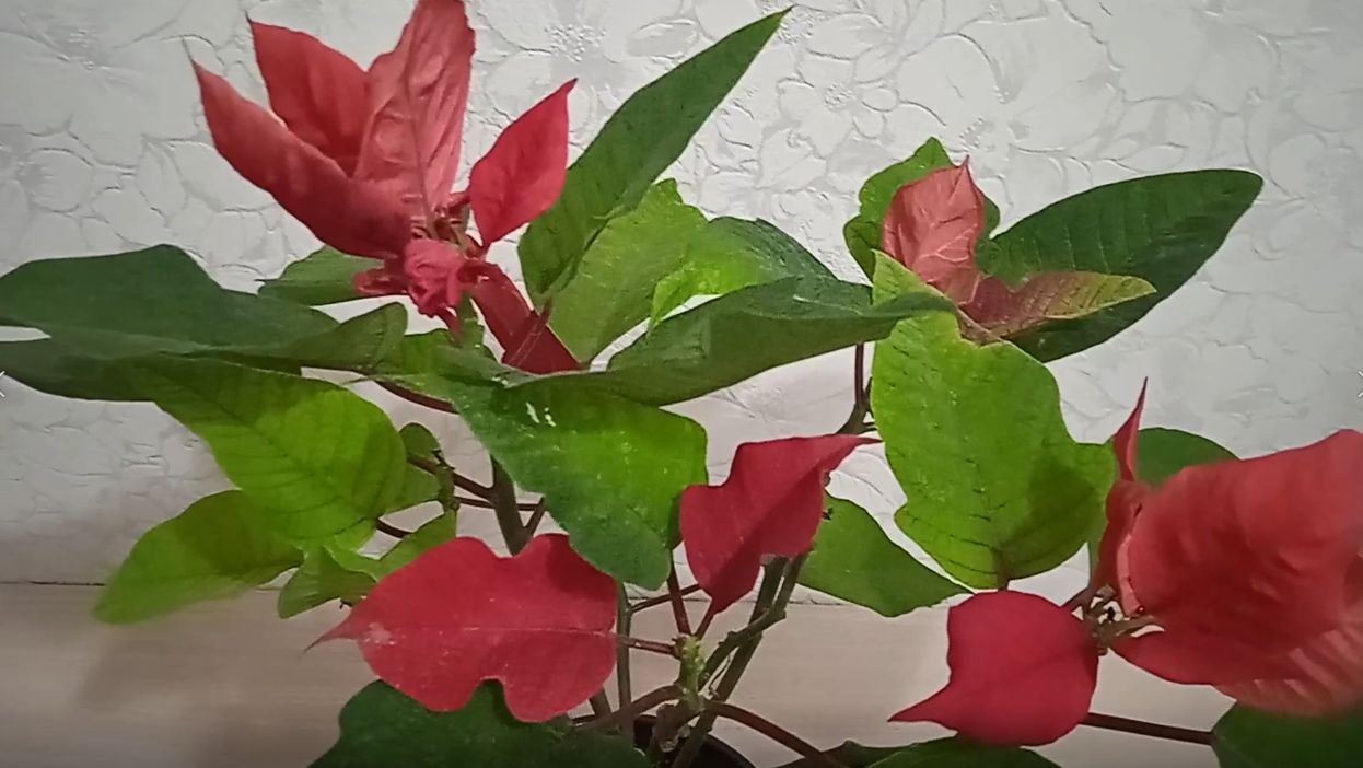 Как ухаживать за пуансеттией, когда начинает терять листья перед периодом покоя