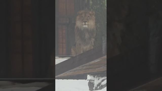 13022026гСтучатстучат по снегу все романтическое настроение испортили Шерхану