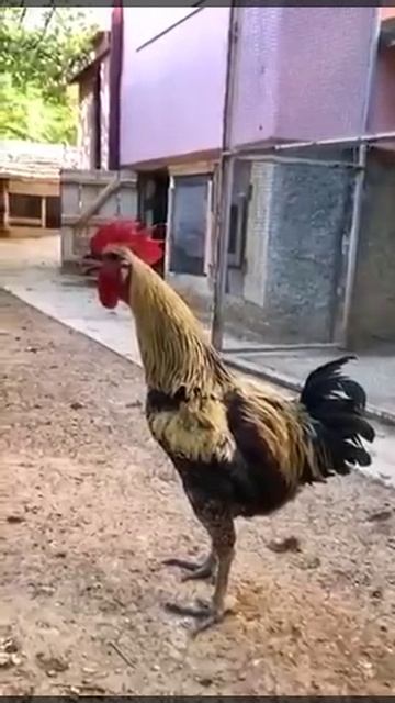 Ария😄😄😄до конца