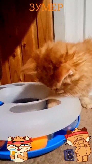 Мейнкун Зумер за работой - играет!