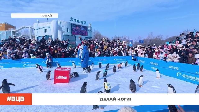 Делай ноги! / В центре внимания - 19 (13.02.2026)