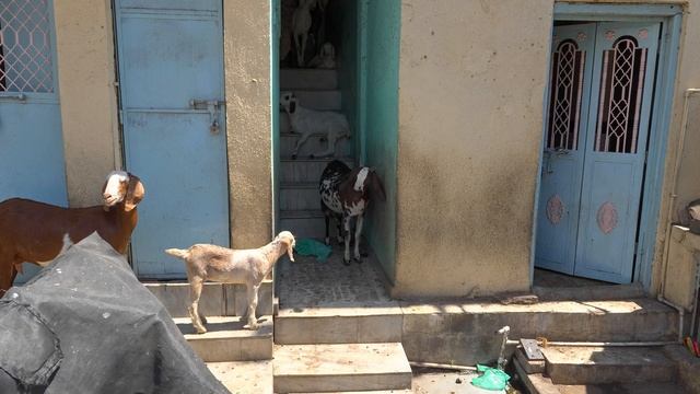 Индия. Прогулка внутри самого шокирующего мясного рынка страны
