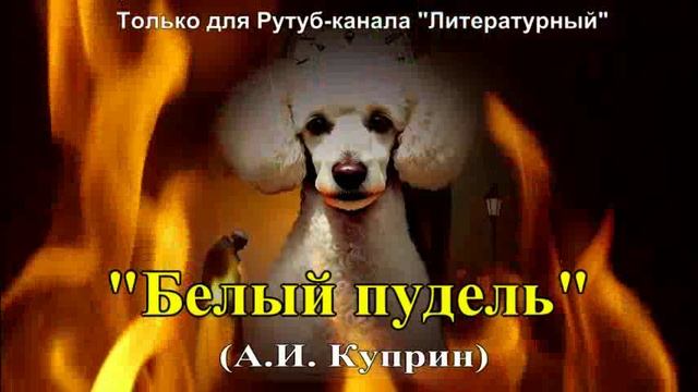 Белый пудель