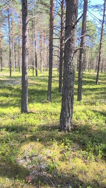 Карелия 2025. Карельский лес. Июль 2025г (Часть 2)