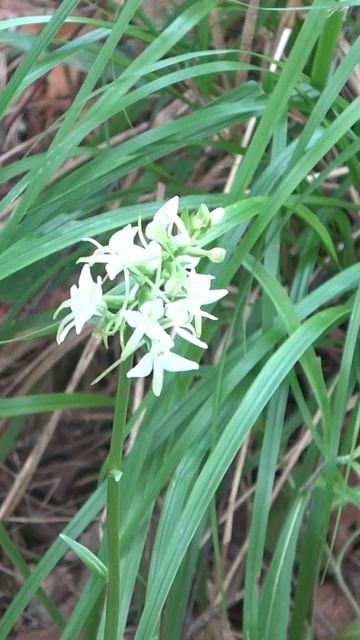 Частичка лета #shorts #частичкалета #природа #metaldetecting #nature