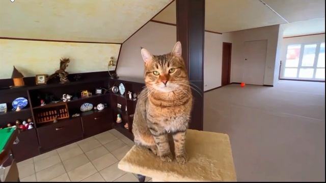 CAT BLIPI EATER REAL FILE!!!!!!