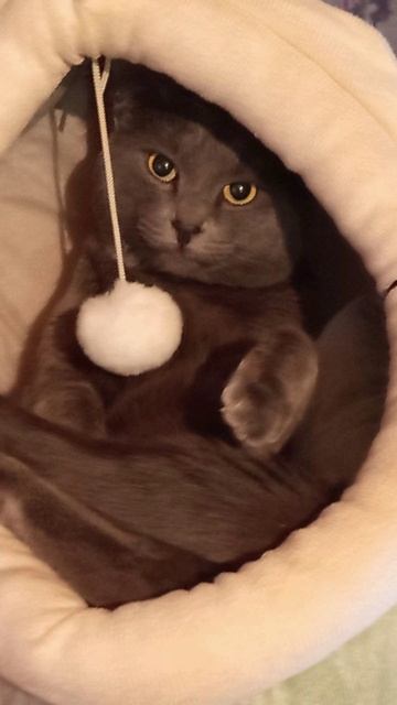 Коту Атосу полтора года!!!