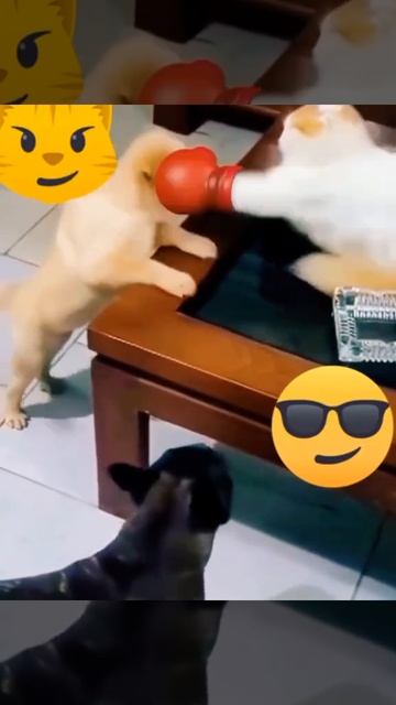 Нокаут😛😛😛