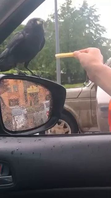 Птицы тоже любят фаст-фуд