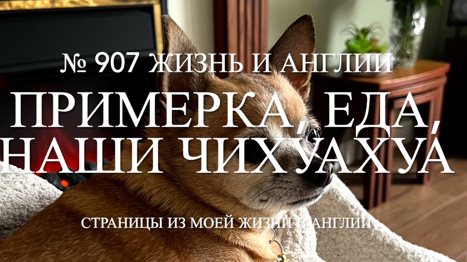 Примерка платья и пижамы. Заглядываем во дворы соседей, Наши чихуахуа. № 907 Жизнь в Англии