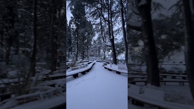 Заснеженный Сочи. 22.02.2025.