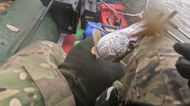 🎣РАСТИ МАЛАЯ🎣fishing#туризм#природа#ловля#рыбалка#щука#ловлящуки#ночевка#Чулым#река#спиннинг