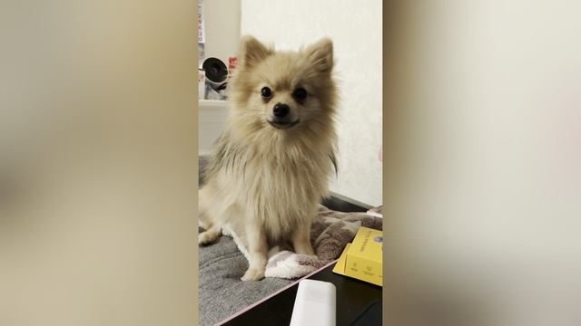 Щенячьи будни. Осень. Примерка прошлогоднего гардероба и платья. Прогулка с коровами