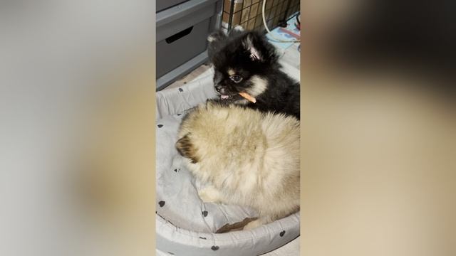 Свадьба Новый год Щенки растут Снег Новая любимая игрушка Шанель