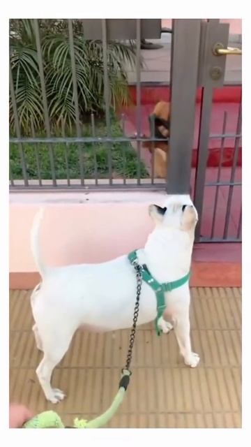 РЖАКА ДНЯ! Умора до слёз 😹 ТОП-приколы, от которых ты упадёшь со смеха!