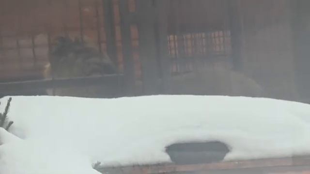 130226г Шерханчик Не дождал еды17ч43 ушел в будку дождь сыро