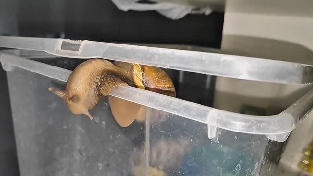 Побег улитки