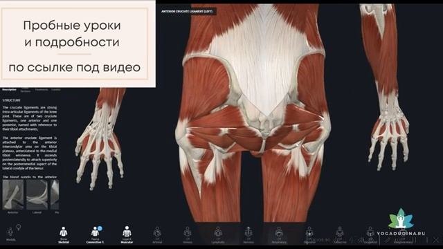 Как СРЕДНЯЯ ЯГОДИЧНАЯ МЫШЦА влияет на КОЛЕНИ