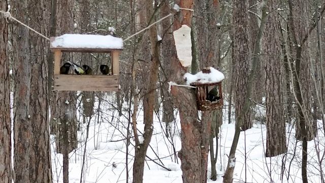 Челябинский Экопарк Монахи и парк Гагарина. 02.02.2026г