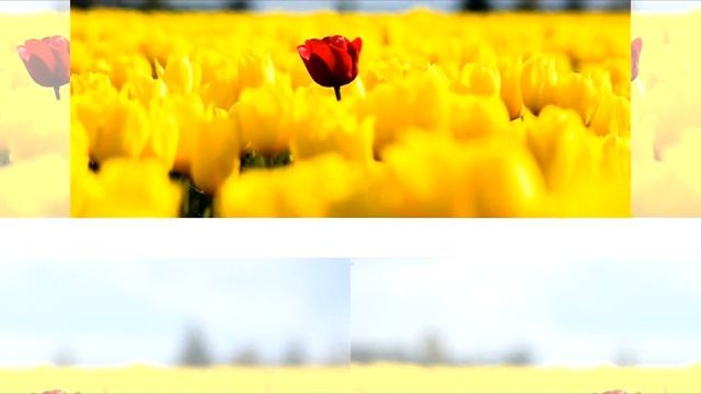 Artenovum - Voices of Enigmatic Dreams