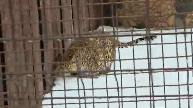 140226г Проделки ПоршикаСима охотница [get.gt]