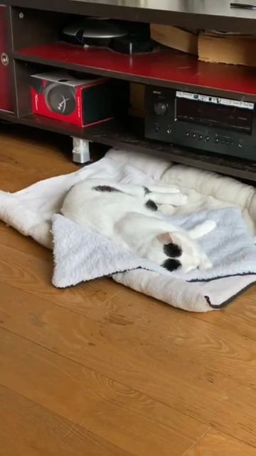 решил начать бегать по утрам🤪🤪🤪