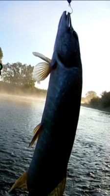 Щука как прилов при ловле голавля на спиннинг. Ловля щуки.