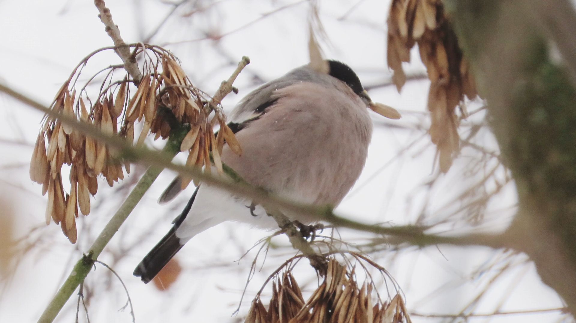 Снегири_#1, Крылатское, 03 января 2026